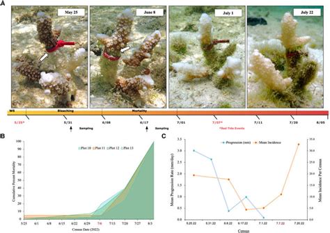 Coral Die Off In Restoration Project Tied To Low Levels Of Beneficial