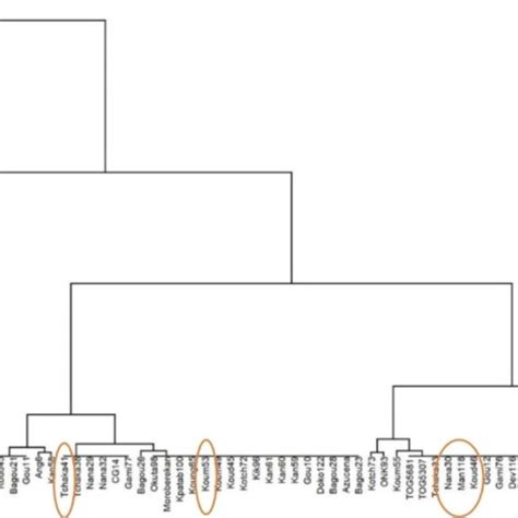 Hierarchical Ascendant Classification Of The 72 Accessions Based The