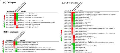 Expression Patterns Of The Ecm Component Proteins A Collagens B