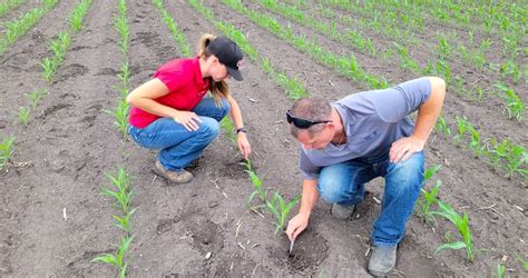 Corn School Grading Planter Performance Realagriculture