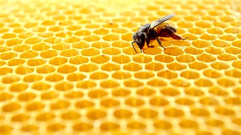 Bees Cells Videos And Hd Footage Getty Images