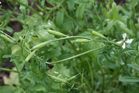 How To Save Arugula Seeds So Fresh And So Clean