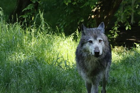 Alpha Wolf Wallpaper Photos Download The Best Free Alpha Wolf