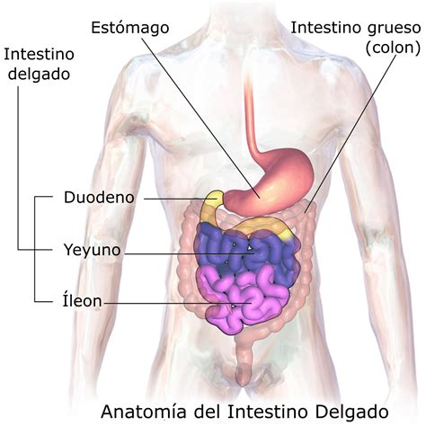 Estructura Y Motilidad Del Intestino Delgado — Cuaderno De Cultura