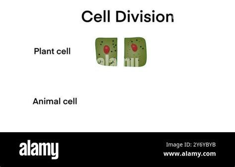 Cells Molecules Reproduction Division And Multiplication Process Is
