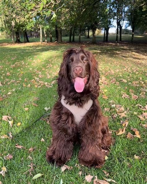 Lil Ralph On Instagram 🐻🍁🍂 Chocolatespaniel Showcocker