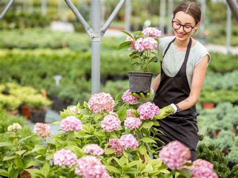 How Long Do Hydrangea Flowers Last A Guide To Their Lifespan