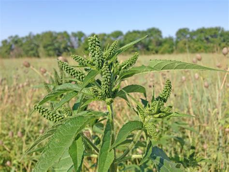 Ragweed An Annual Affliction Dyck Arboretum