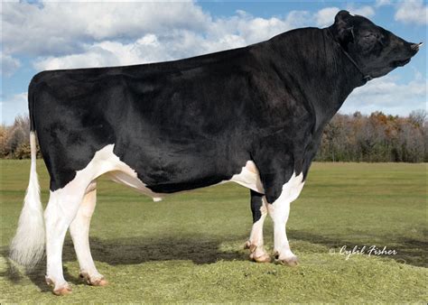 Buzağı Maması Veteriner İlaçları Yem Katkı Boğa Spermaları