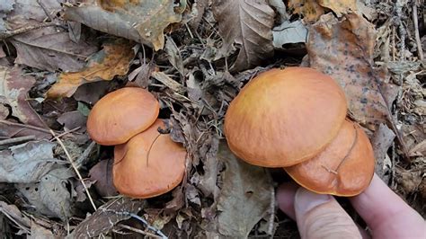 중부권 생거진천 가지버섯 산행중 만난 황금그물버섯~~ 가지버섯을 한바구니 땃어요~~ 가지버섯이 쏟아집니다