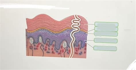 Labeling Layers Of The Epidermis Diagram Quizlet