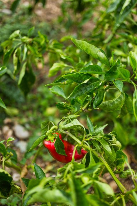Paprika Pflanze Bilder Kostenloser Download Auf Freepik