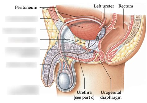 Rectovesical Pouch