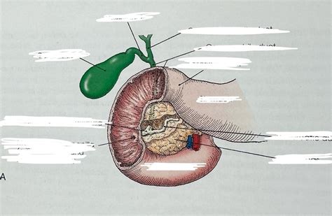 Duodenal Loop In Relation To Biliary And Pancreatic Ducts Diagram Quizlet