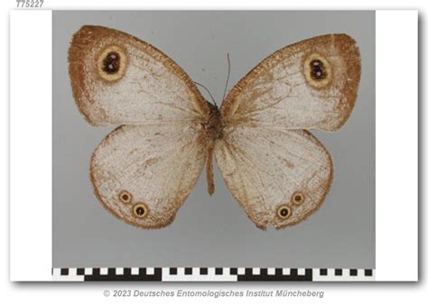 Ypthima Albida Occidentalis Type Specimens