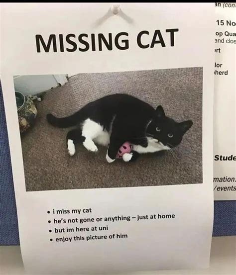 Missing Cat 9gag