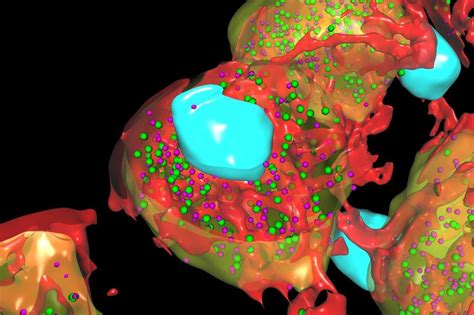 Leica Aivia Nci Micro