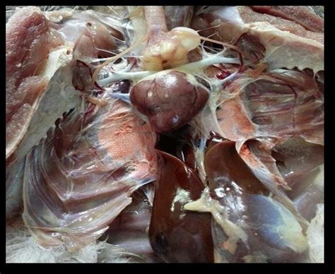 Photograph Of Peritoneal Cavity Of Duck Illustrated Normal Mesenteric