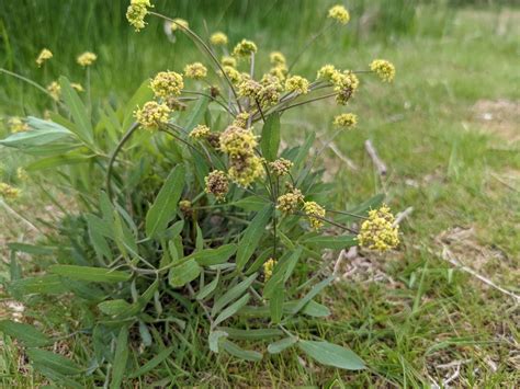 Barestem Biscuitroot From Delta Bc V4l Canada On May 9 2021 At 03 42 Pm By Coolclovers4