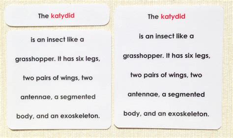 Parts Of The Katydid Book And Card Set Maitri Learning