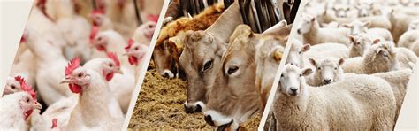 Top Dgft And Industrial Subsidies Consultants Esl Group