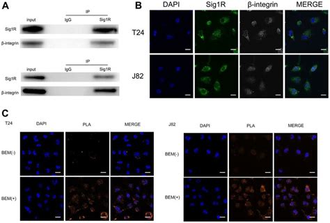 Sig1r Is Associated With β Integrin A Co Ip Analysis Showed The