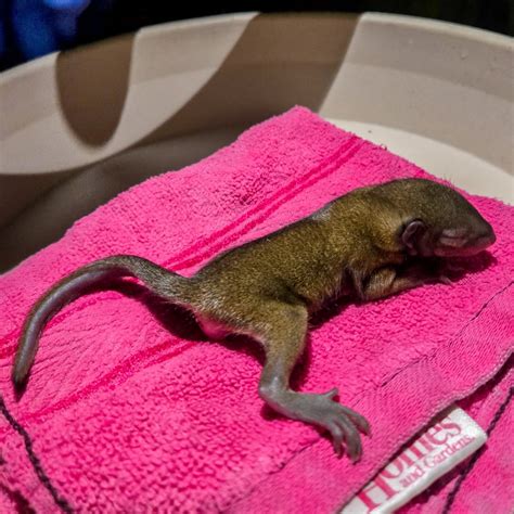 Potter Park Zoo Welcomes Northern Tree Shrew Pups Potter Park Zoo