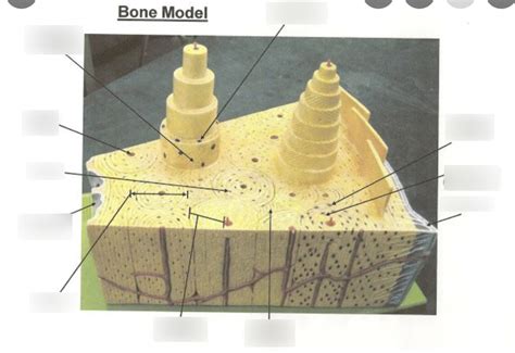 Compact Bone Model Exam 2 Diagram Quizlet