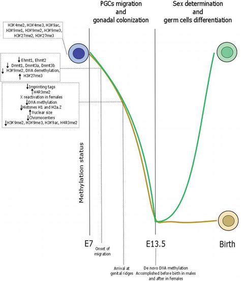 Primordial Germ Cell Reprogramming Intechopen
