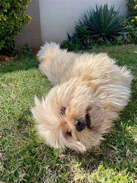 201 Already Adopted Gauteng Vereeniging ~ Adopt A Peekapoo Little