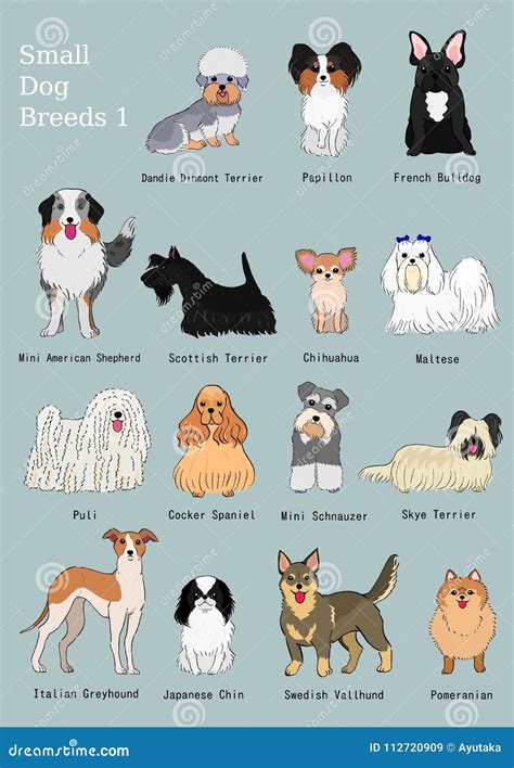 Types Of Small Dog Breeds 45 Best Small Dog Breeds To Adopt In 2025