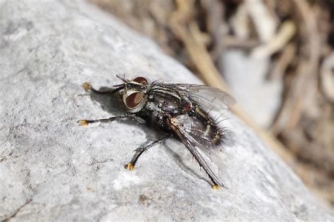 Insect Mucha Bugguidenet