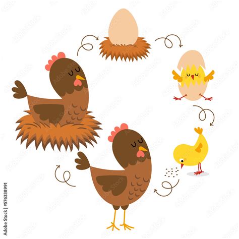 Chicken Life Cycle Hatching And Growing Process Of Chicken Stages Of