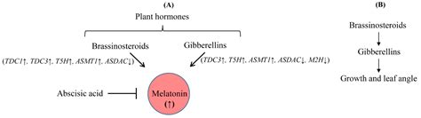 Molecular Regulation Of Antioxidant Melatonin Biosynthesis By