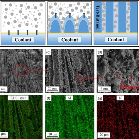 Fabrication Of 3d Aln Skeletons A Schematic Illustration The