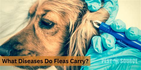 What Diseases Do Fleas Carry Pest Source