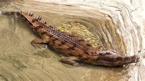 Gharial Crocodile Wild Kratts