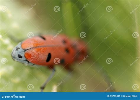 Milk Weed Beetle From Behind Stock Image Image Of Jumping Beautiful