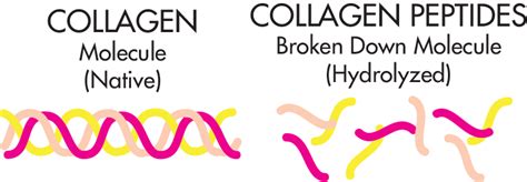 Eggshell Membrane Collagen Benefits For Horses Biostarus