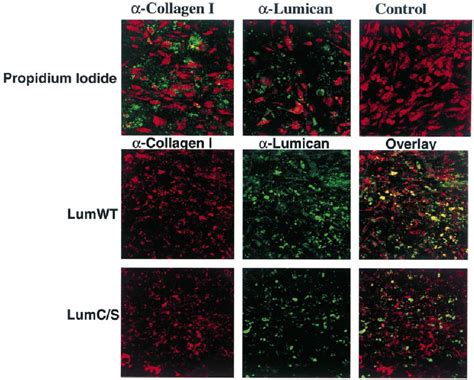 Immunofluorescent And Propidium Iodide Staining Analysed By Confocal