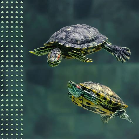 Dossier Corporativo Nubika