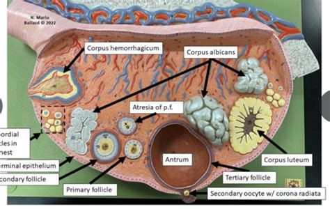 Female Reproductive System Not Done Flashcards Quizlet