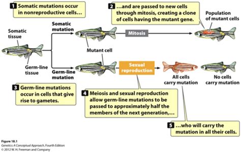 Genetics Chapter 18 Flashcards Quizlet
