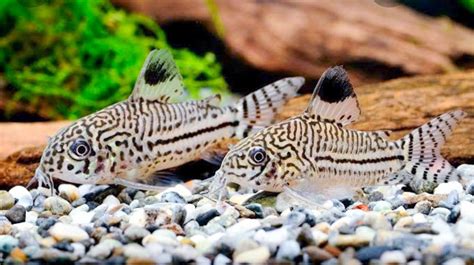 Community Fish Fancy Fishes