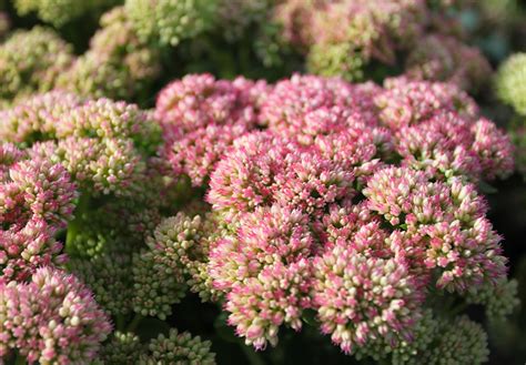 Vollständiger Leitfaden Für Sedum Tipps Zu Pflanzung Pflege Und