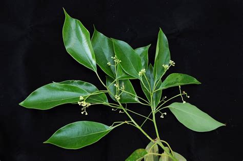 Camphora Officinarum Boerh Ex Fabr Plants Of The World Online Kew