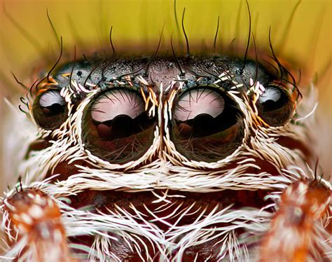 Female Jumping Spider Evarcha Arcuata Portrait Jumping Spider Make Pictures Macro Photography