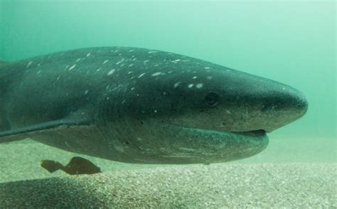 Greenland Shark Somniosus Microcephalus Information
