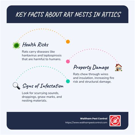 Rat Nest In Attic 10 Shocking Dangers To Avoid