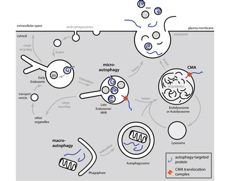 Convergence Of Endolysosomal And Autolysosomal Pathways Molecules Can Download Scientific